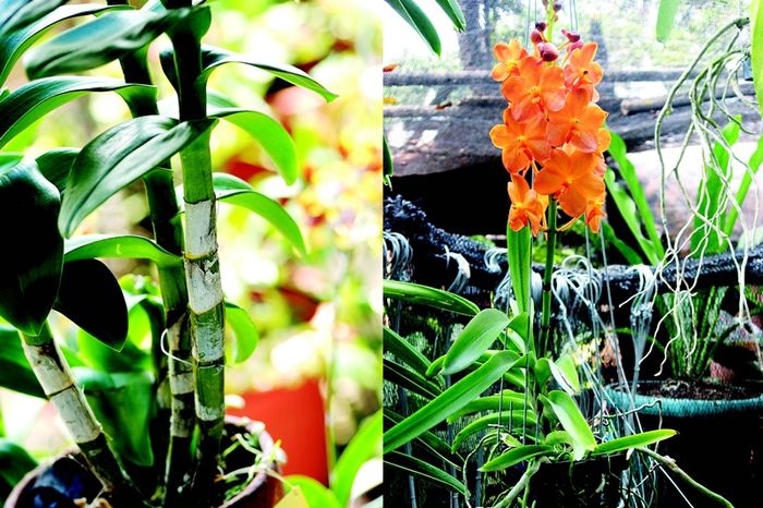 Gemar Anggrek dan Ingin Menanamnya? Ini Gambaran Lengkap Sosoknya ...