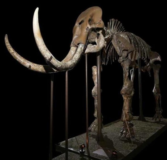 Temuan Fosil Stegodon trigonocephalus di Sumedang Siap Direkonstruksi ...