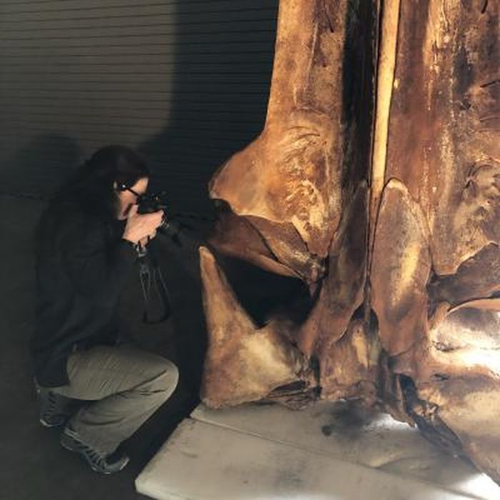 Paus yang Terdampar di Florida Ternyata Spesies Baru Terancam Punah ...