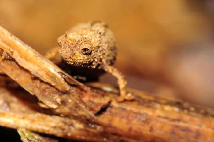 Spesies Bunglon Baru Ini Mungkin Reptil Terkecil yang Ada di Dunia ...