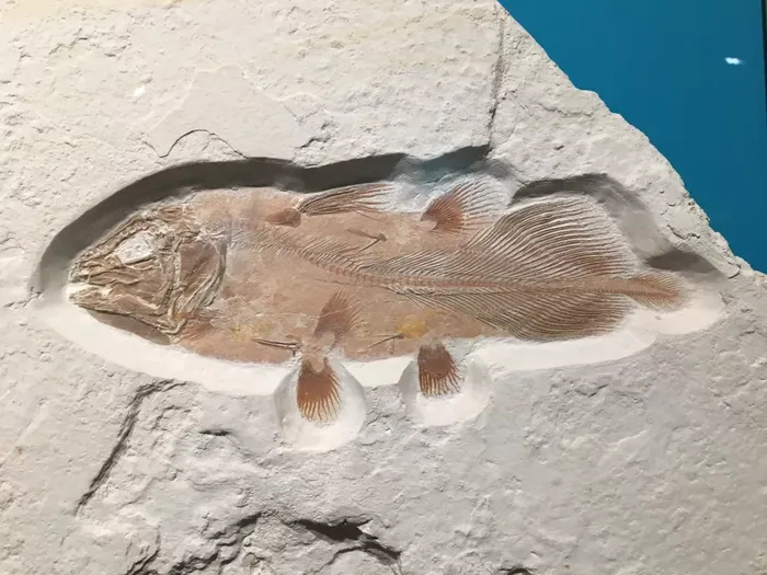 Madagaskar Mungkin Jadi Benteng Rahasia bagi 'Fosil Hidup' Coelacanth ...