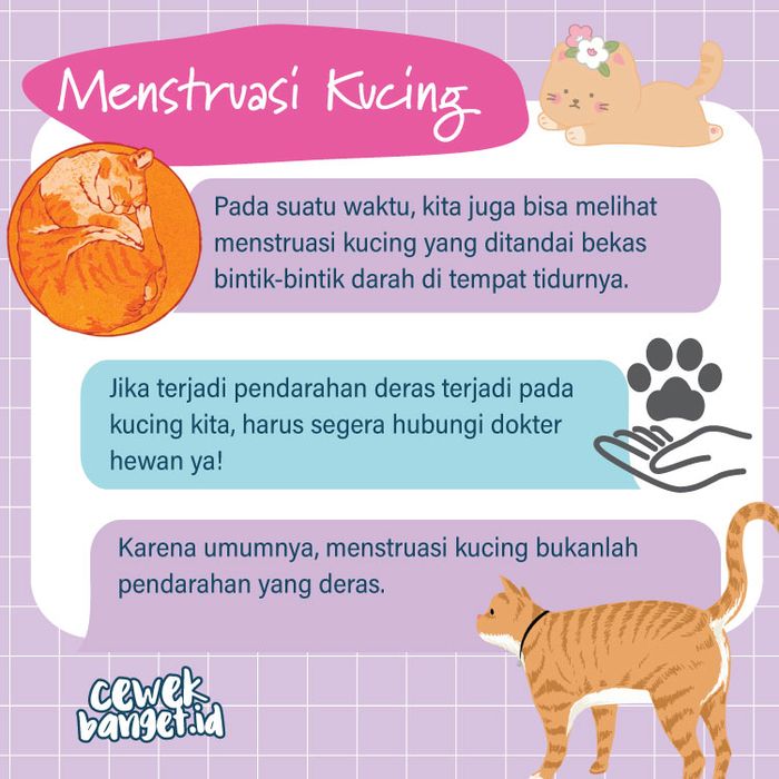 Ternyata Ini Siklus Menstruasi Kucing Beserta Beberapa Tandanya ...