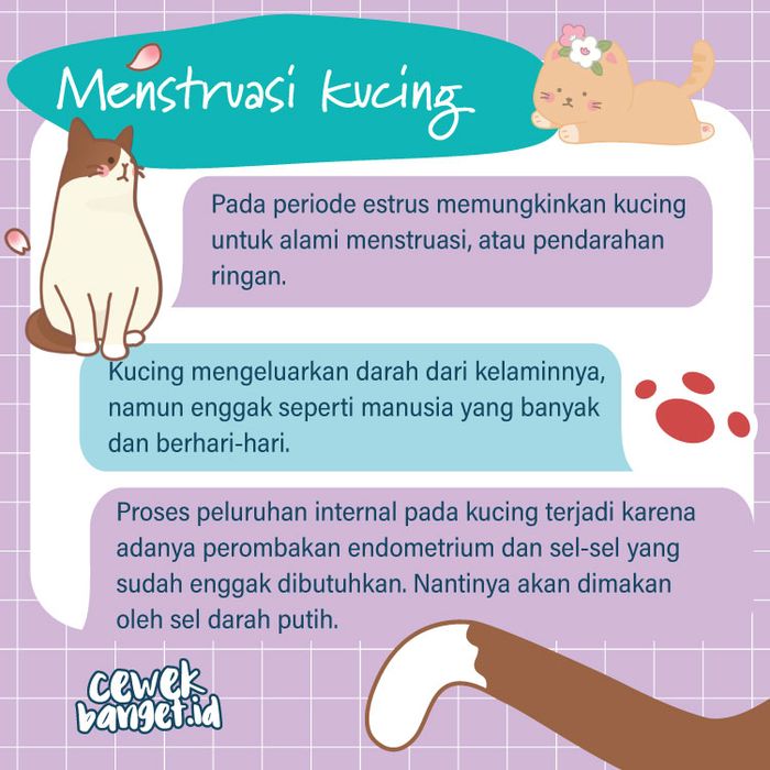 Ternyata Ini Siklus Menstruasi Kucing Beserta Beberapa Tandanya ...