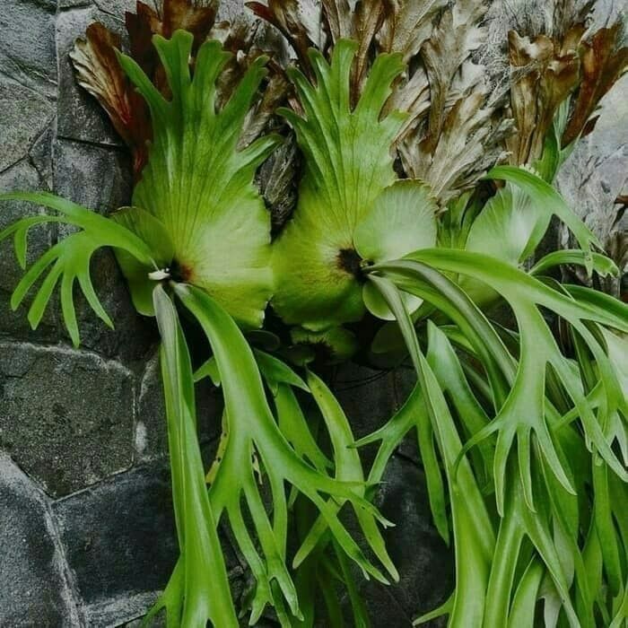 Bromelia dan 2 Jenis Paku-pakuan, Tanaman Epifit Populer, Yuk Kenali ...