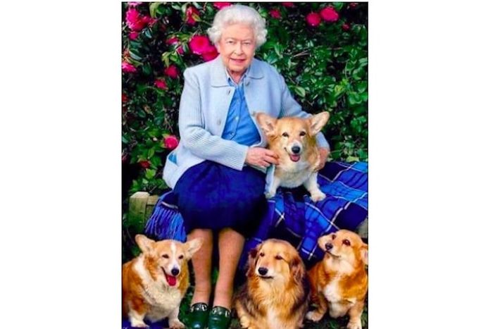 Istimewa dan Bermakna, Ini Nama 2 Anjing Baru Ratu Elizabeth dan ...