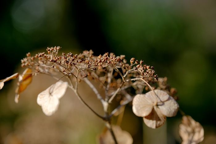 Jangan Panik Ketika Tanaman di Rumah Layu Secara Tiba-Tiba, Ini Cara ...