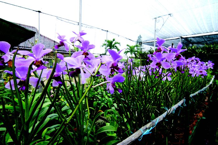 Tips Membeli Tanaman Anggrek bagi Pemula, Harga dan Tempat Belanja ...