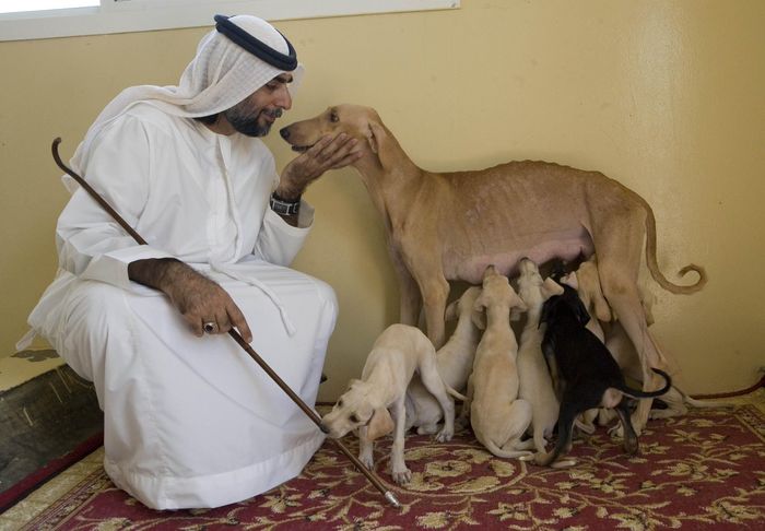 Bagaimana Kisah Anjing Menjadi Kawan dalam Peradaban Manusia? - Semua ...