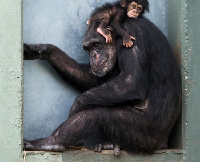 Siapa Sangka, Simpanse Ajarkan Kita Jadi Manusia Sehat Saat Menua ...