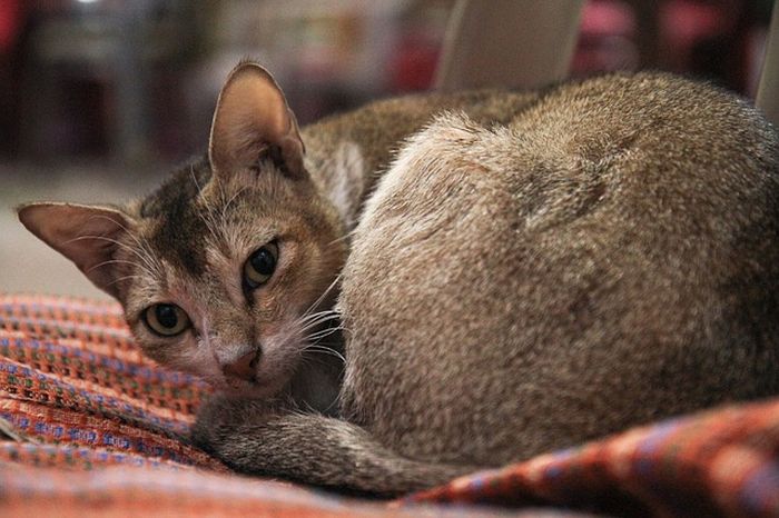 Pemilik Wajib Tahu, Inilah 5 Arti Tatapan Mata Kucing Sebagai Bentuk ... Pemilik Wajib Tahu, Inilah 5 Arti Tatapan Mata Kucing Sebagai Bentuk ...