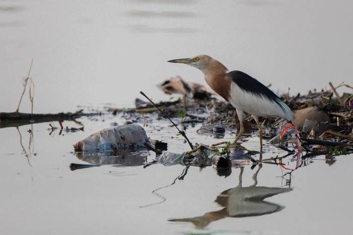 Pengamatan Terbaru: Masih Ada Burung Terancam Punah di Teluk Jakarta ...