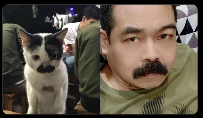 5 Kucing yang Mirip Seleb Indonesia, dari Mas Adam Suseno Hingga Reza ...
