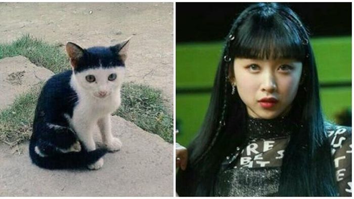 5 Kucing yang Mirip Seleb Indonesia, dari Mas Adam Suseno Hingga Reza ...