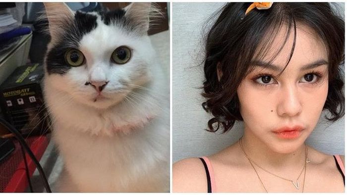 5 Kucing yang Mirip Seleb Indonesia, dari Mas Adam Suseno Hingga Reza ...