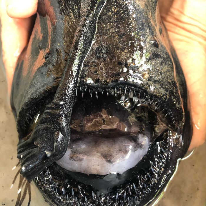 Anglerfish, Ikan Laut Dalam yang Menyeramkan, Muncul Ke Pantai - Semua ...