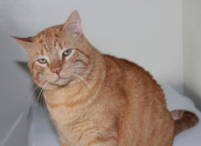 SERBA-SERBI : Melihat kepribadian Kucing berdasarkan warna bulunya ...