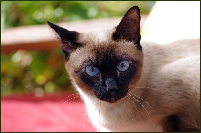 Jenis Ras Kucing yang Memiliki Umur Panjang, Salah Satunya Siamese ...