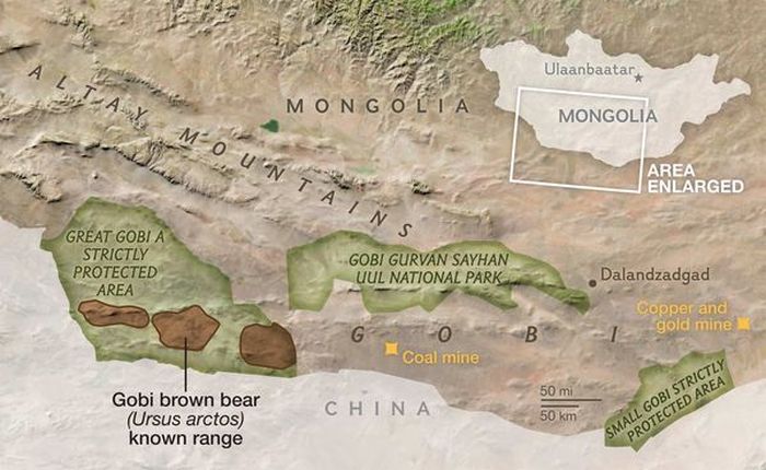 Beruang Gobi, Subspesies Beruang Satu-satunya yang Hidup di Gurun ...