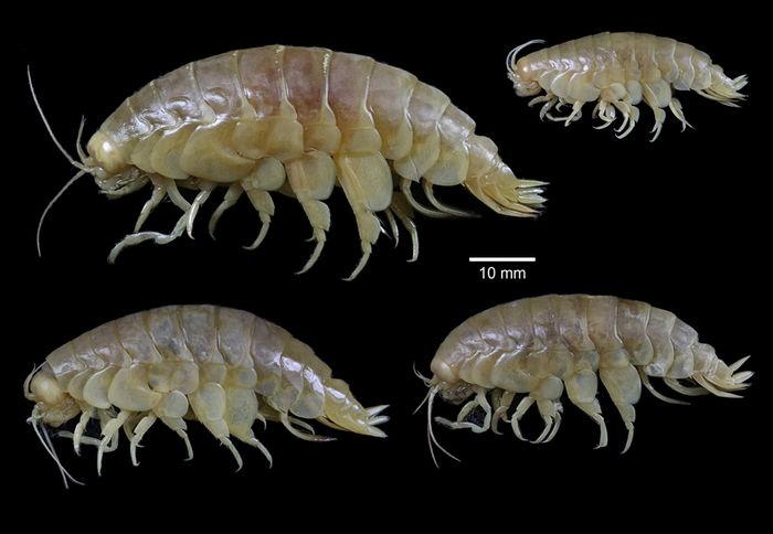 Spesies Krustasea 'Raksasa' Pemakan Bangkai Ditemukan di Laut Dalam ...