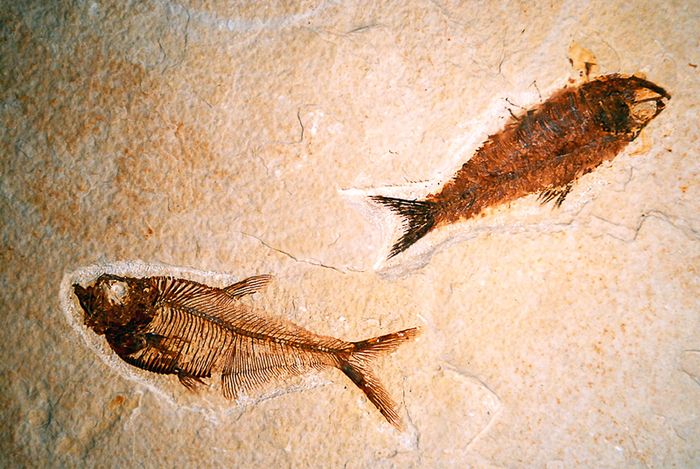 Peristiwa Misterius 19 Juta Tahun Lalu Hampir Memusnahkan Semua Hiu ...