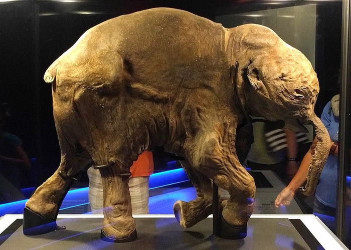 Ilmuwan Hidupkan Kembali Sel Mammoth Purba Berusia 28.000 Tahun ...