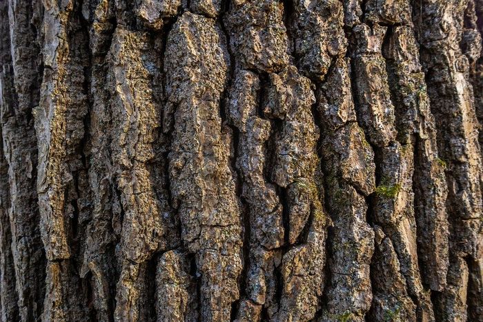 Mengenal 5 Fungsi Kambium pada Batang Tumbuhan Dikotil, Apa Saja ...