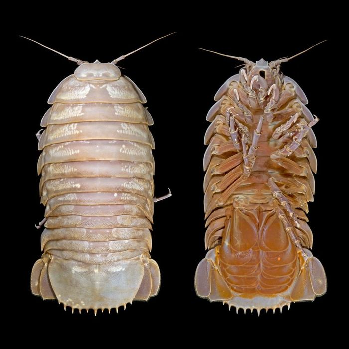 Sains Terbaru, Isopoda Besar 'Darth Vader' Menghuni di Samudra Hindia ...