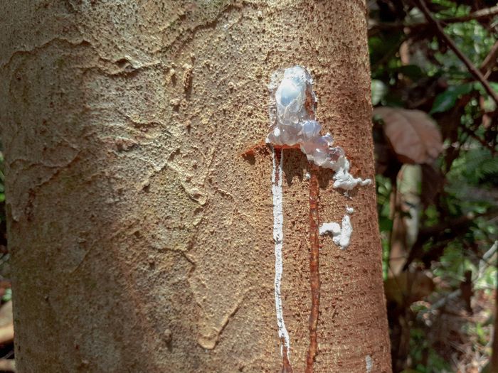 Rempah Terlupakan, Sains Berupaya Memuliakan Kapur Barus Kembali ...