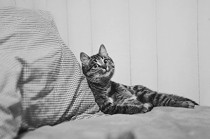 Bikin yang Lihat Ikut Happy, Begini 10 Potret Kucing yang Tersenyum ...