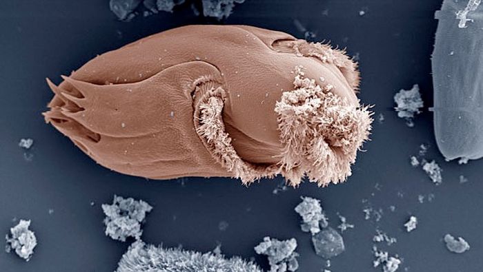 Mikroba dari Perut Sapi Bisa Bantu Daur Ulang Sampah Plastik - Semua ...