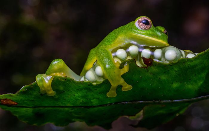 Sains Terbaru, Pejantan Katak Tembus Pandang Ternyata Menjaga Anaknya ...