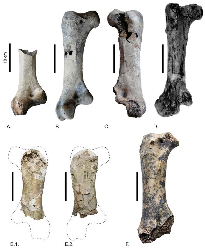 Dua Juta Tahun Lalu, Manusia Makan Burung Raksasa Seberat 453 Kilogram ...