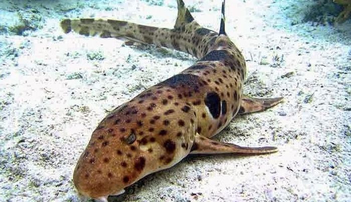 Hiu Berjalan dan Puluhan Spesies Baru Lainnya Ditemukan di Laut Papua ...