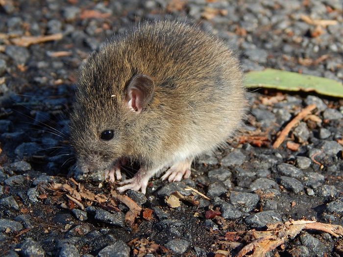 Invasi Tikus Mengambil Alih Pulau di Polinesia, Pelestari Bersiasat ...