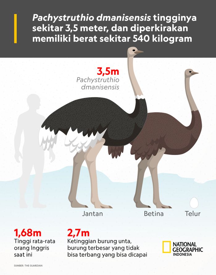 Dua Juta Tahun Lalu, Manusia Makan Burung Raksasa Seberat 453 Kilogram ...
