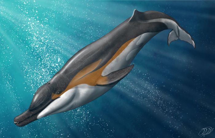 Lumba-lumba Dulunya Predator Mengerikan, Seperti Paus Pembunuh - Semua ...