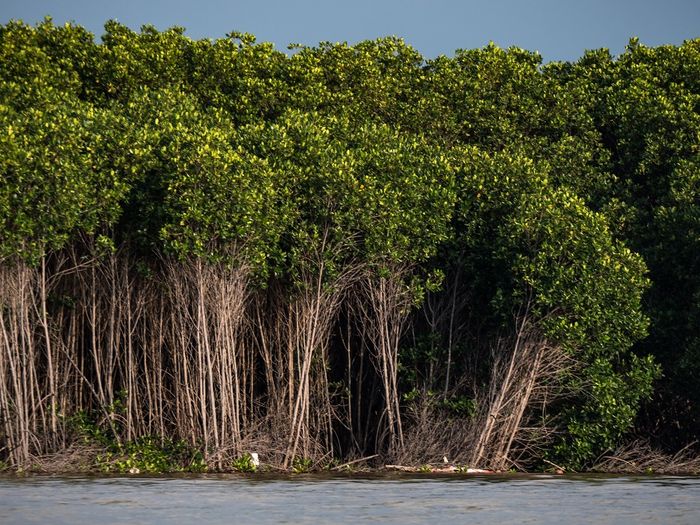 Hari Mangrove Sedunia, Merawat Benteng Terakhir di Ekosistem Pesisir - Semua Halaman - National ...