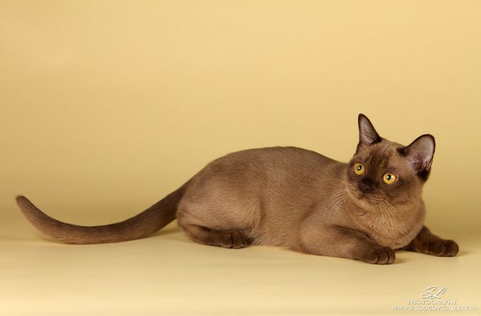 Inilah 6 Ras Kucing yang Punya Usia Terpanjang, Bisa sampai 20 Tahun! - Hai