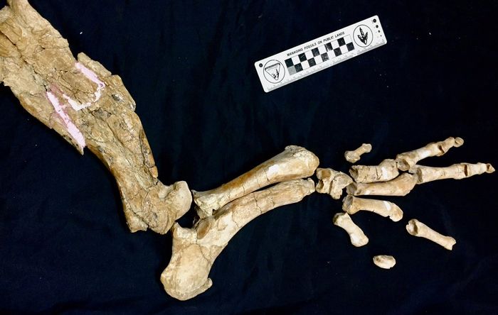 Temuan Paus Purba Berkaki Empat Pernah Menjelajahi Darat dan Laut ...