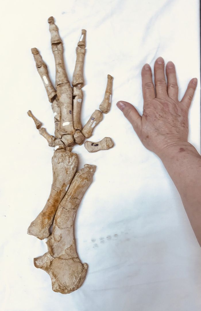 Temuan Paus Purba Berkaki Empat Pernah Menjelajahi Darat dan Laut ...