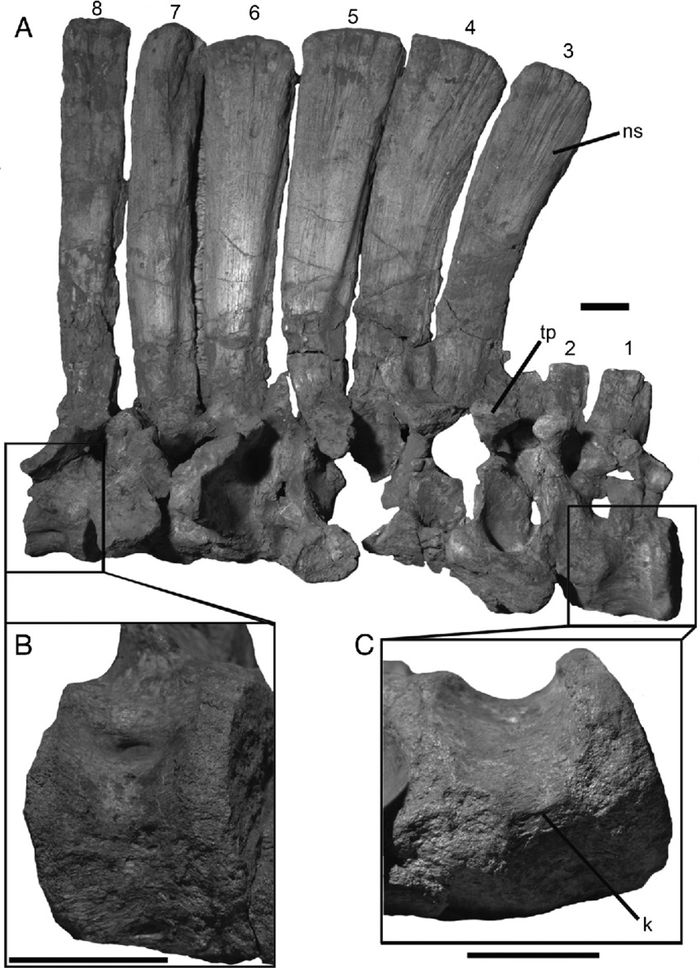 Punya Tumor dan Tulang Ekor Patah, Dinosaurus Ini Masih Tetap Hidup ...