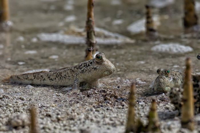 Kenalan dengan Mudskippers, Ikan Amfibi yang Hidup di Hutan Mangrove ...