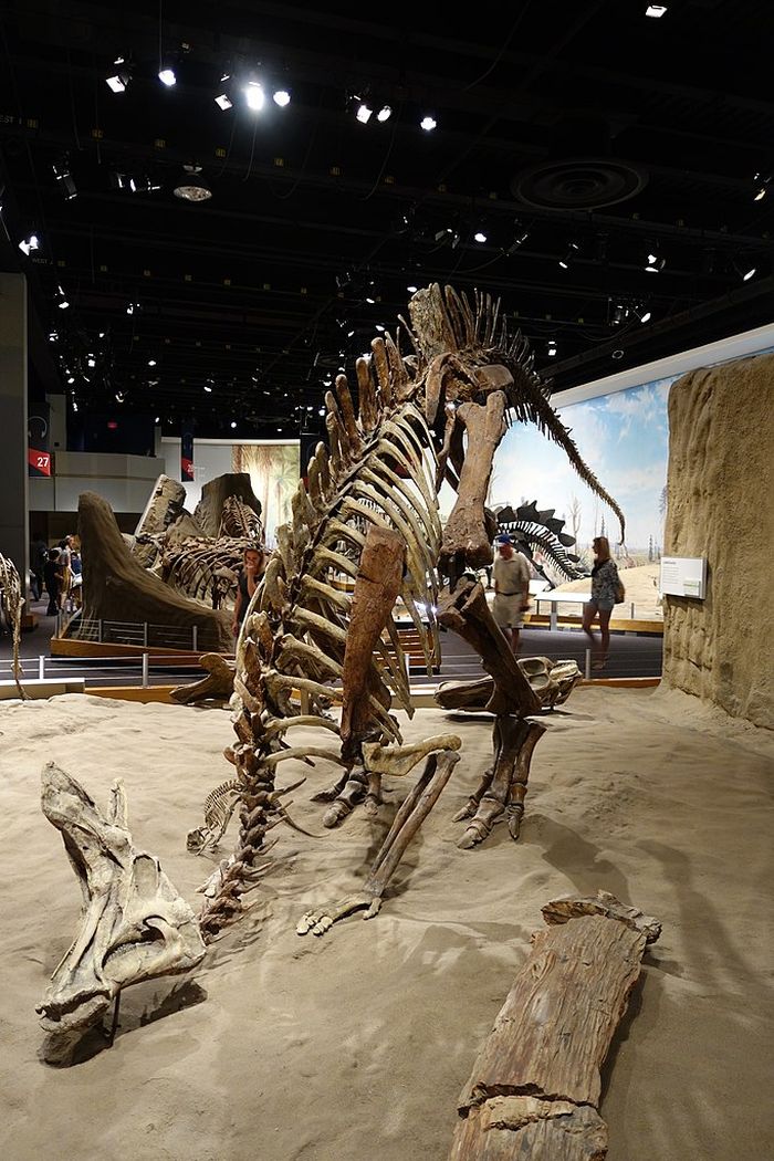 Lambeosaurus, Si Moncong Bebek yang Hidup 90 Juta Tahun Lalu - Semua ...