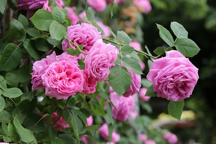 Rangkuman Jawaban Ciri Khas Bunga Mawar, Bentuk dan Warnanya, Kelas 3 ...