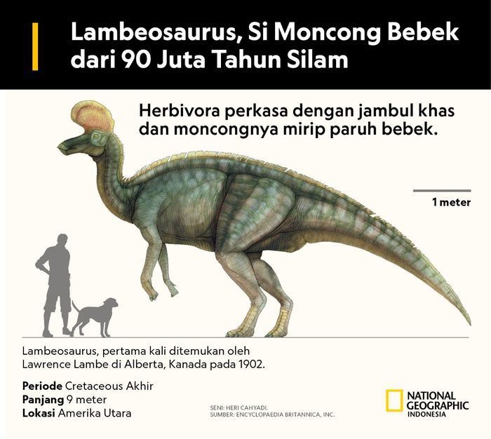 Lambeosaurus, Si Moncong Bebek yang Hidup 90 Juta Tahun Lalu - Semua ...