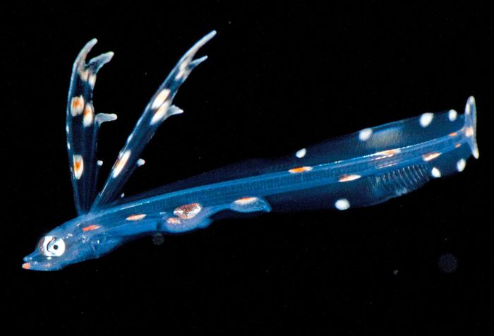 Foto Bawah Air Menangkap Pemandangan Memukau Tentang Larva Ikan - Semua ...