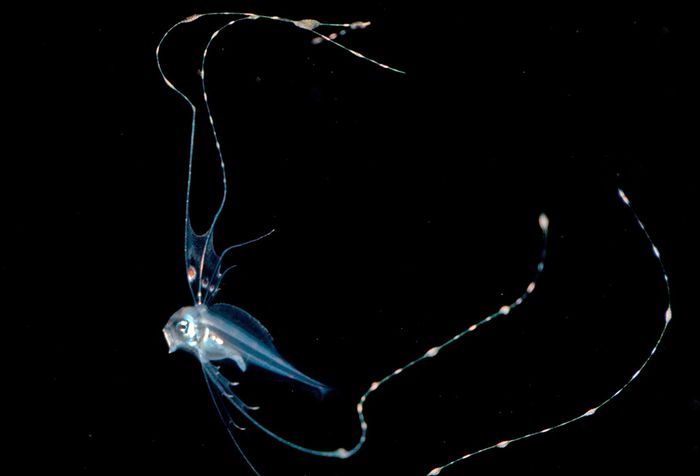 Foto Bawah Air Menangkap Pemandangan Memukau Tentang Larva Ikan - Semua ...