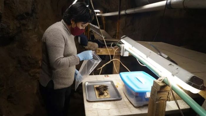 Penemuan Bunga Sesajen Berusia 2.000 Tahun di Piramida Teotihuacan ...