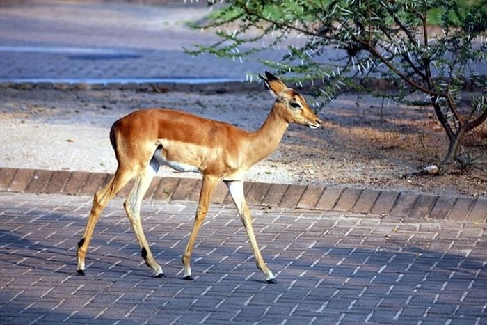 Kenalan dengan Kijang, Spesies Rusa Asli Indonesia yang Lincah Berlari ...
