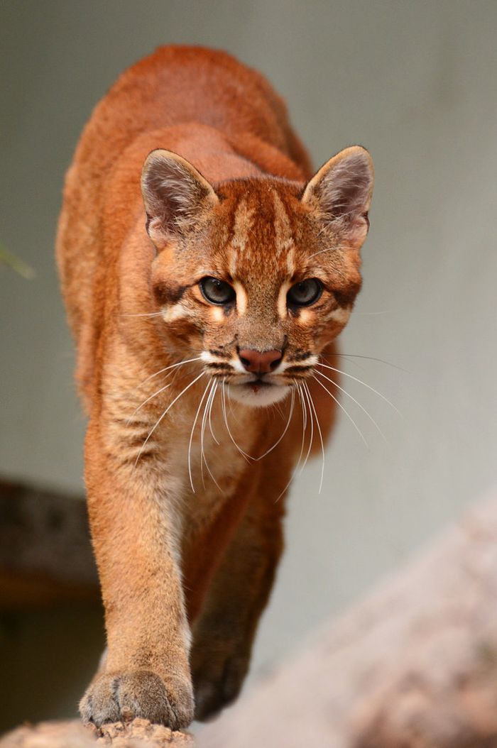 Kucing-kucing Liar dari Belantara Sumatra, Eksotika nan Terancam ...